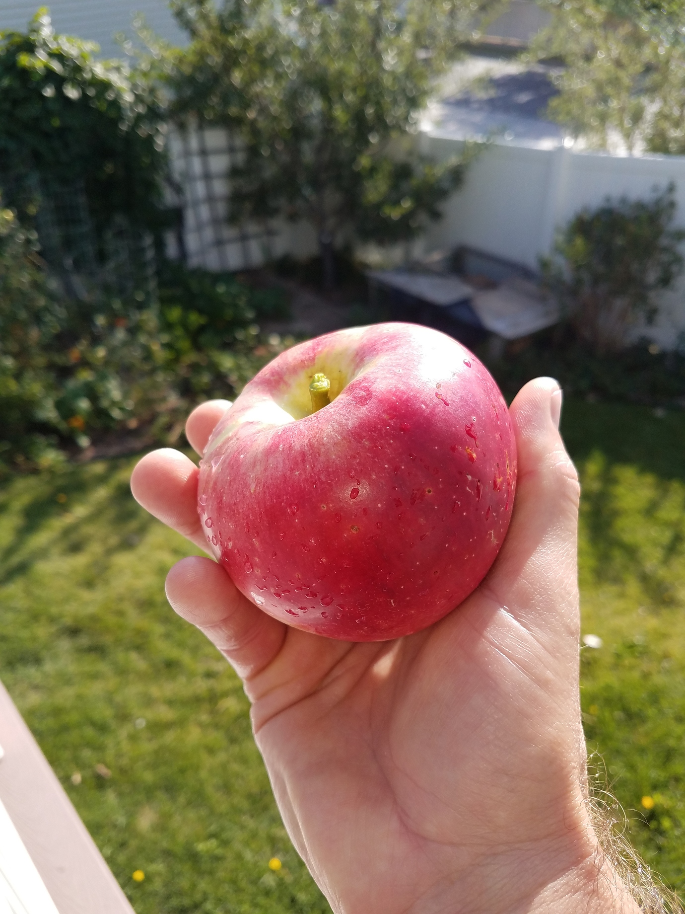 'Akane' Apple - General Fruit Growing - Growing Fruit