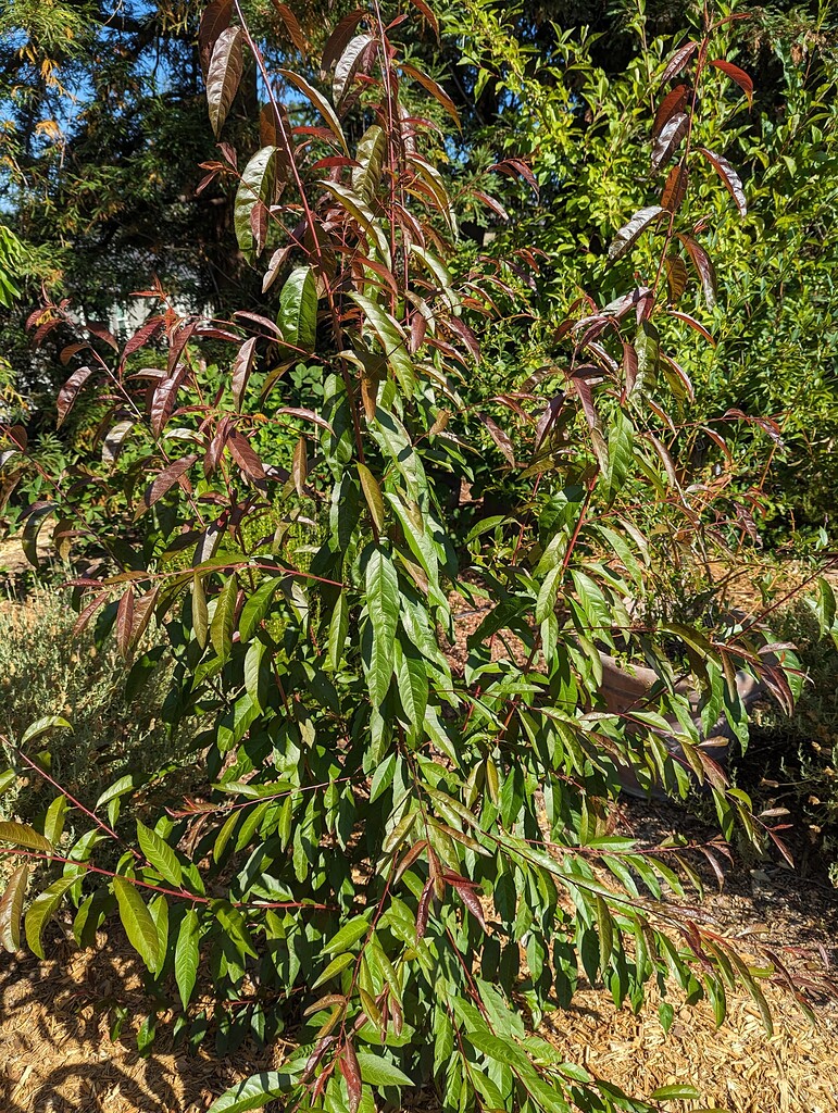 Re-grafting Citation Prunus Rootstock. Best Apricots? - General Fruit ...