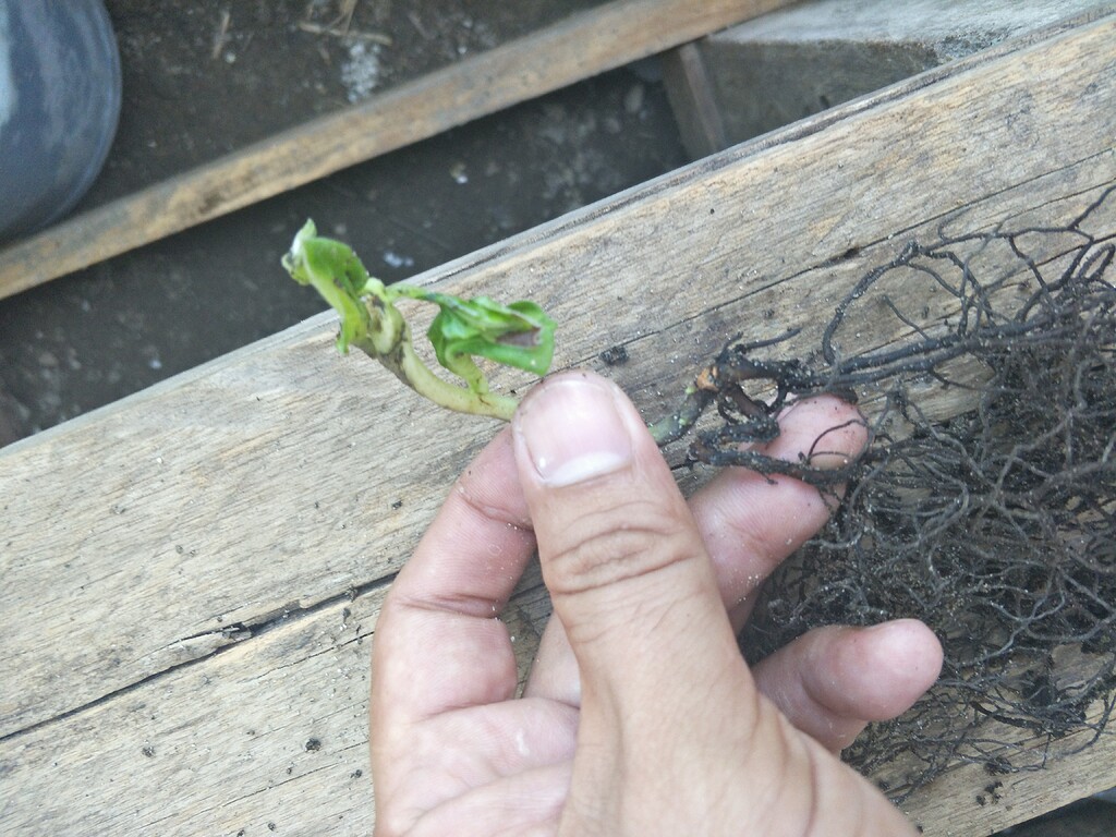 Persimmon root sucker - Pictures! - Growing Fruit