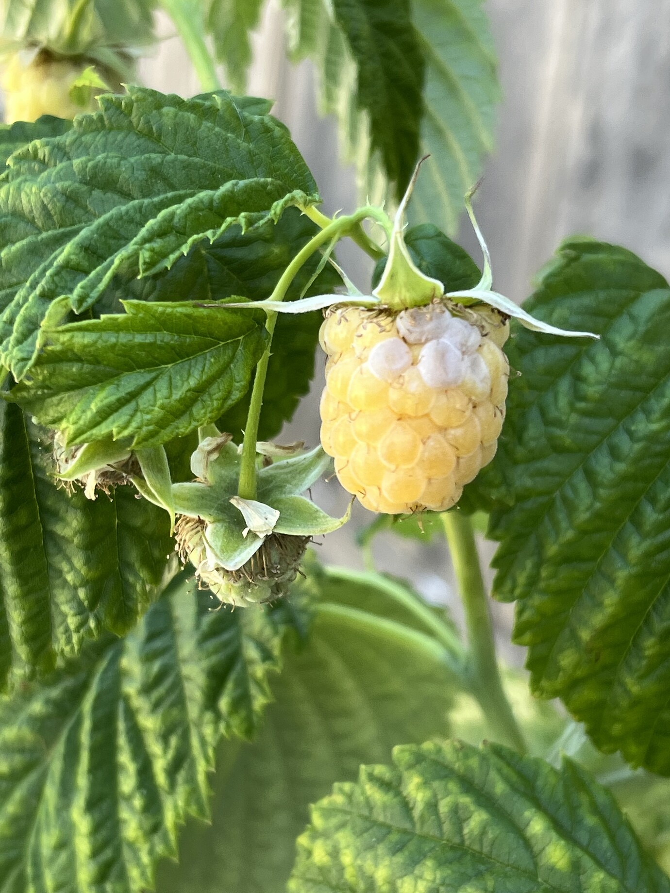 Anne raspberry white druplets - General Fruit Growing - Growing Fruit