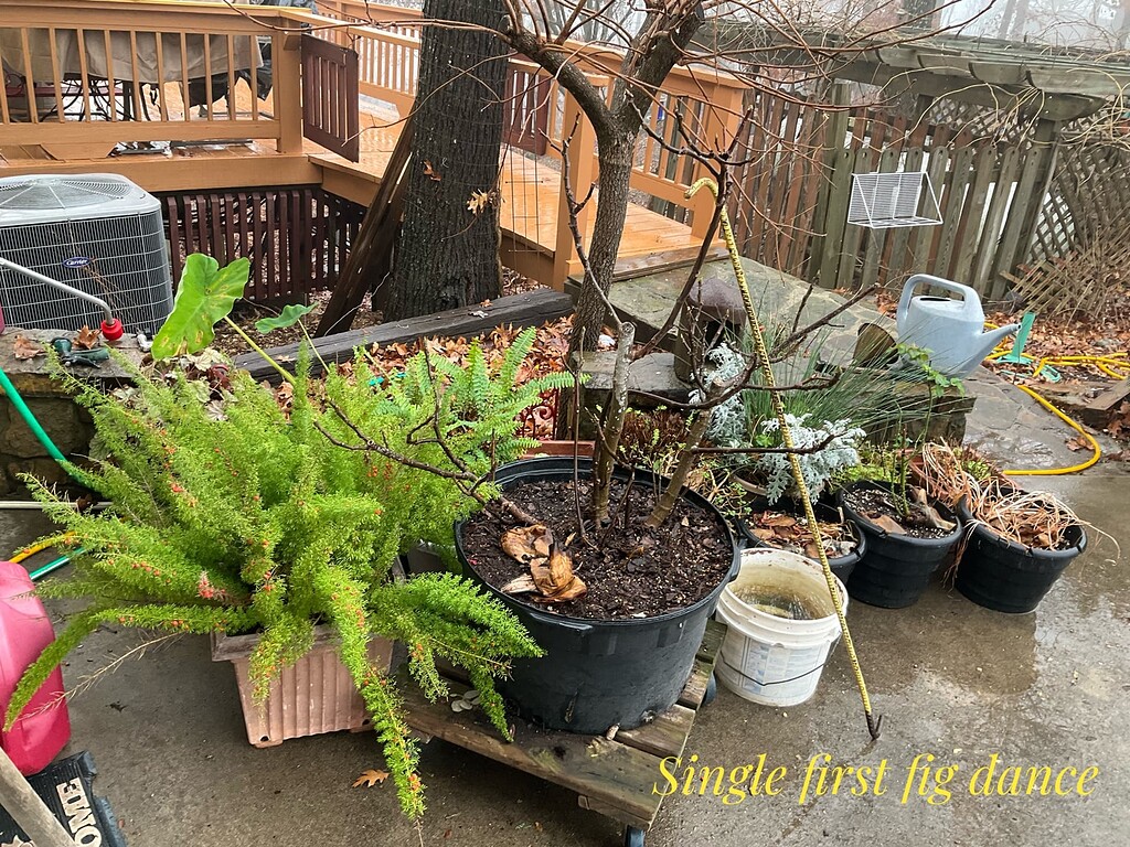 Brought out my first fig tree - General Fruit Growing - Growing Fruit