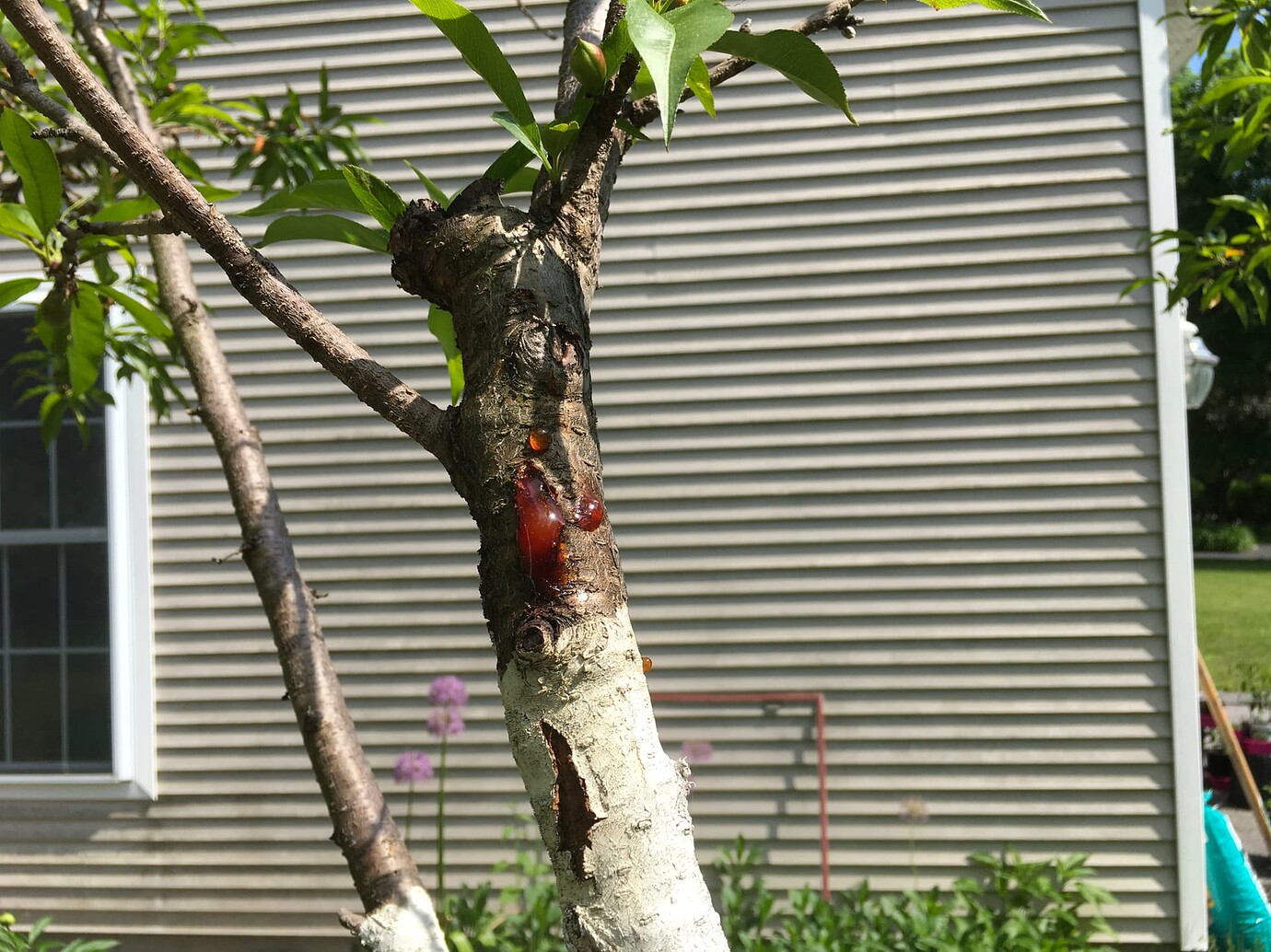 New tree, gummosis? - General Fruit Growing - Growing Fruit