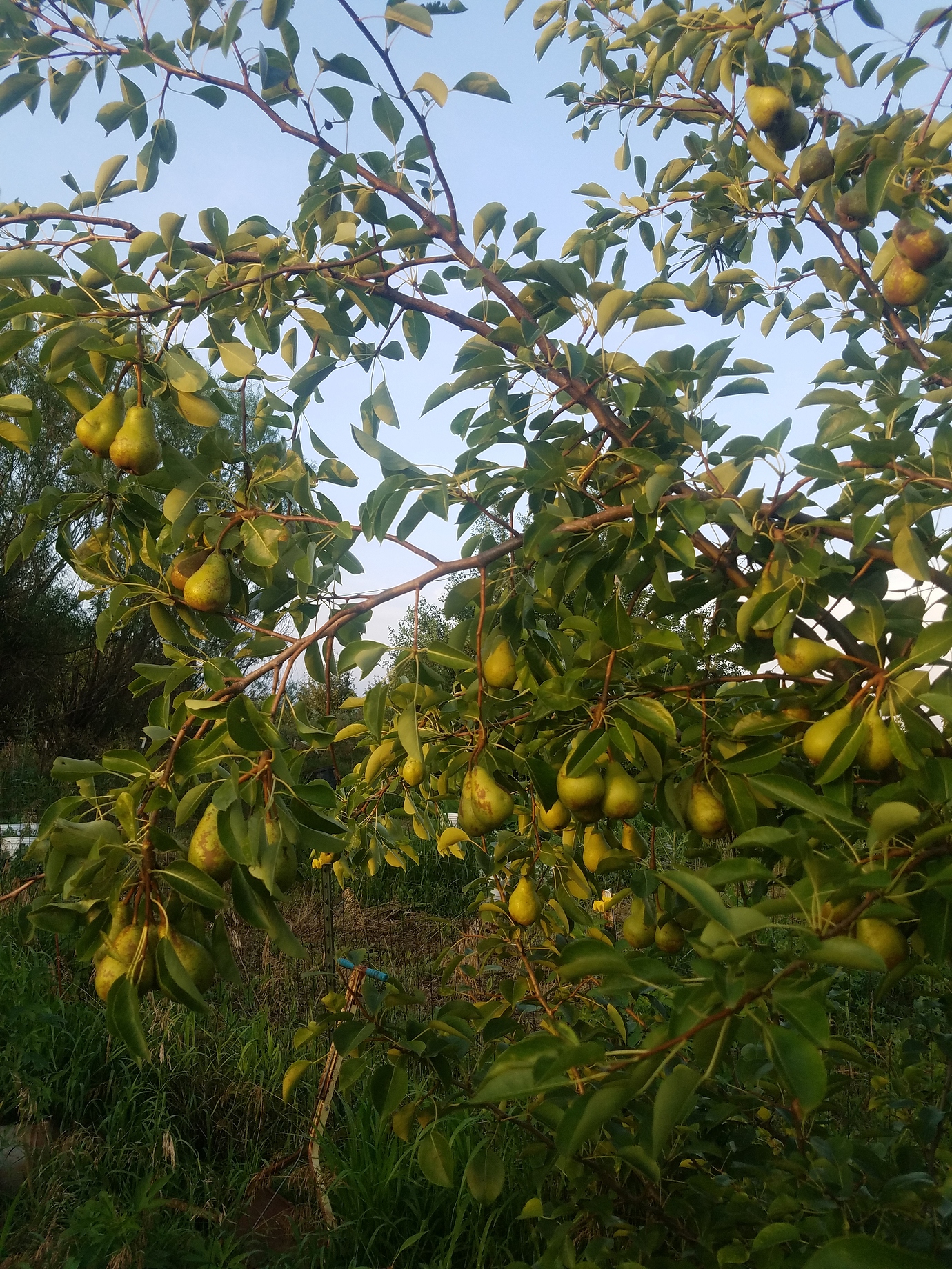 Karl's Favorite aka Ewart Pear - General Fruit Growing - Growing Fruit