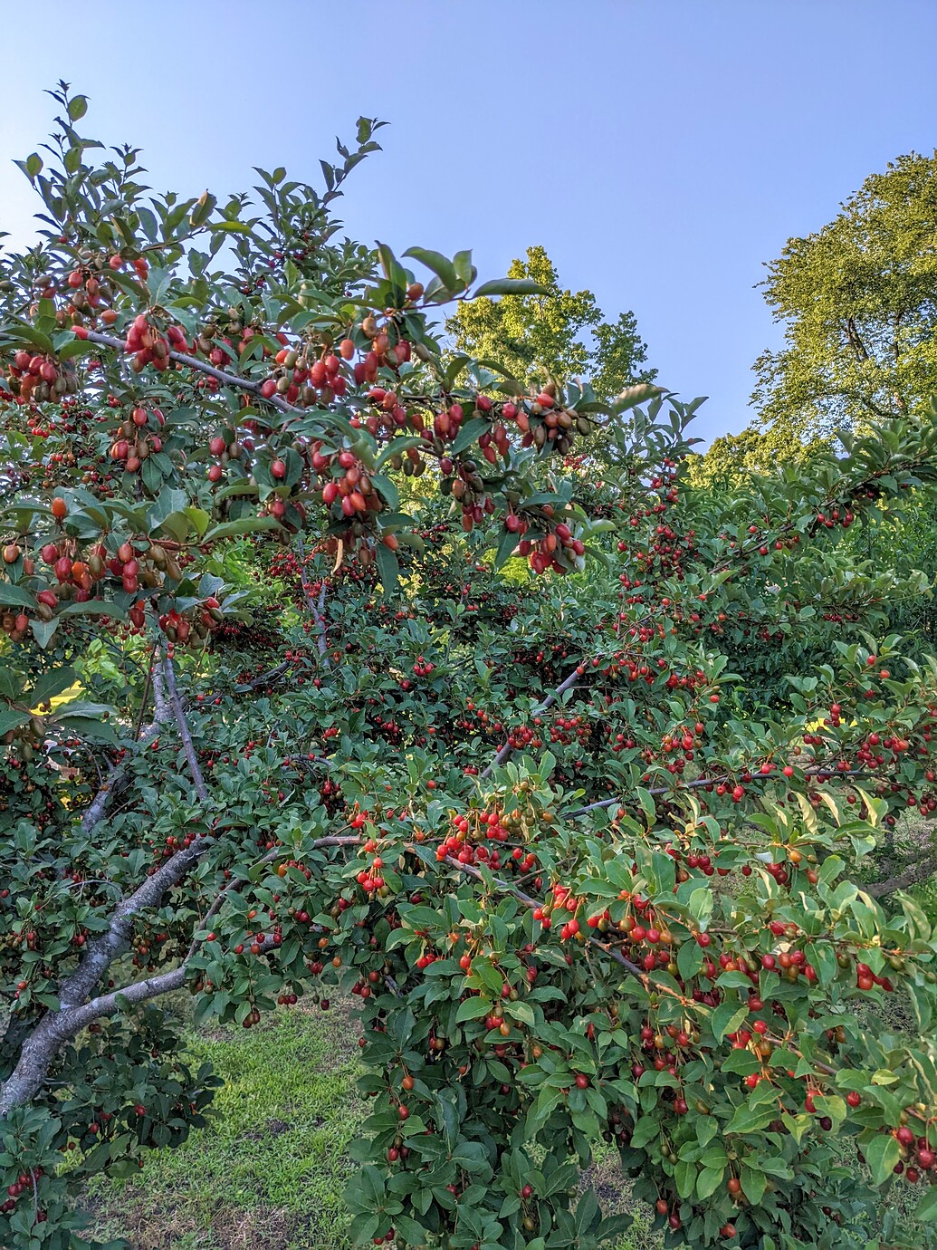 Goumi fruit - Page 7 - General Fruit Growing - Growing Fruit