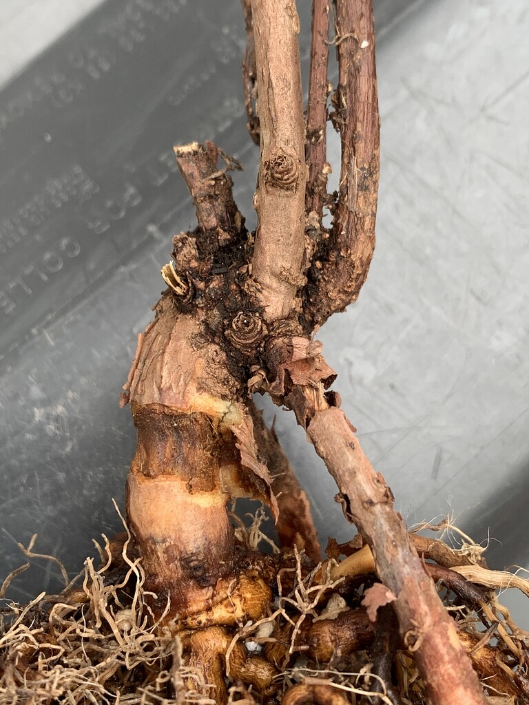 Hot to propagate Schisandra chinensis "Eastern Prince" wine by root ...