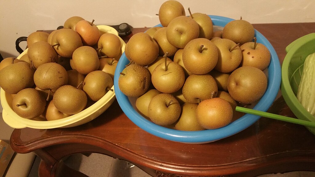 Chojuro Asian Pear Northern VA 5 years in the ground - Pictures ...