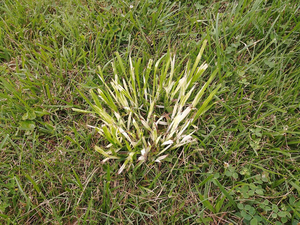 Tenacity herbicide - General Gardening - Growing Fruit