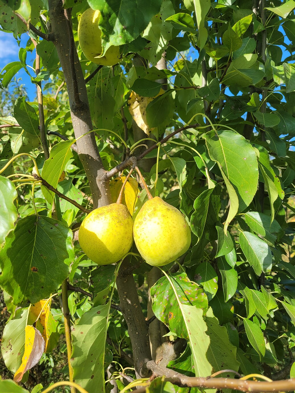 Ya Li aka yali pear - General Fruit Growing - Growing Fruit