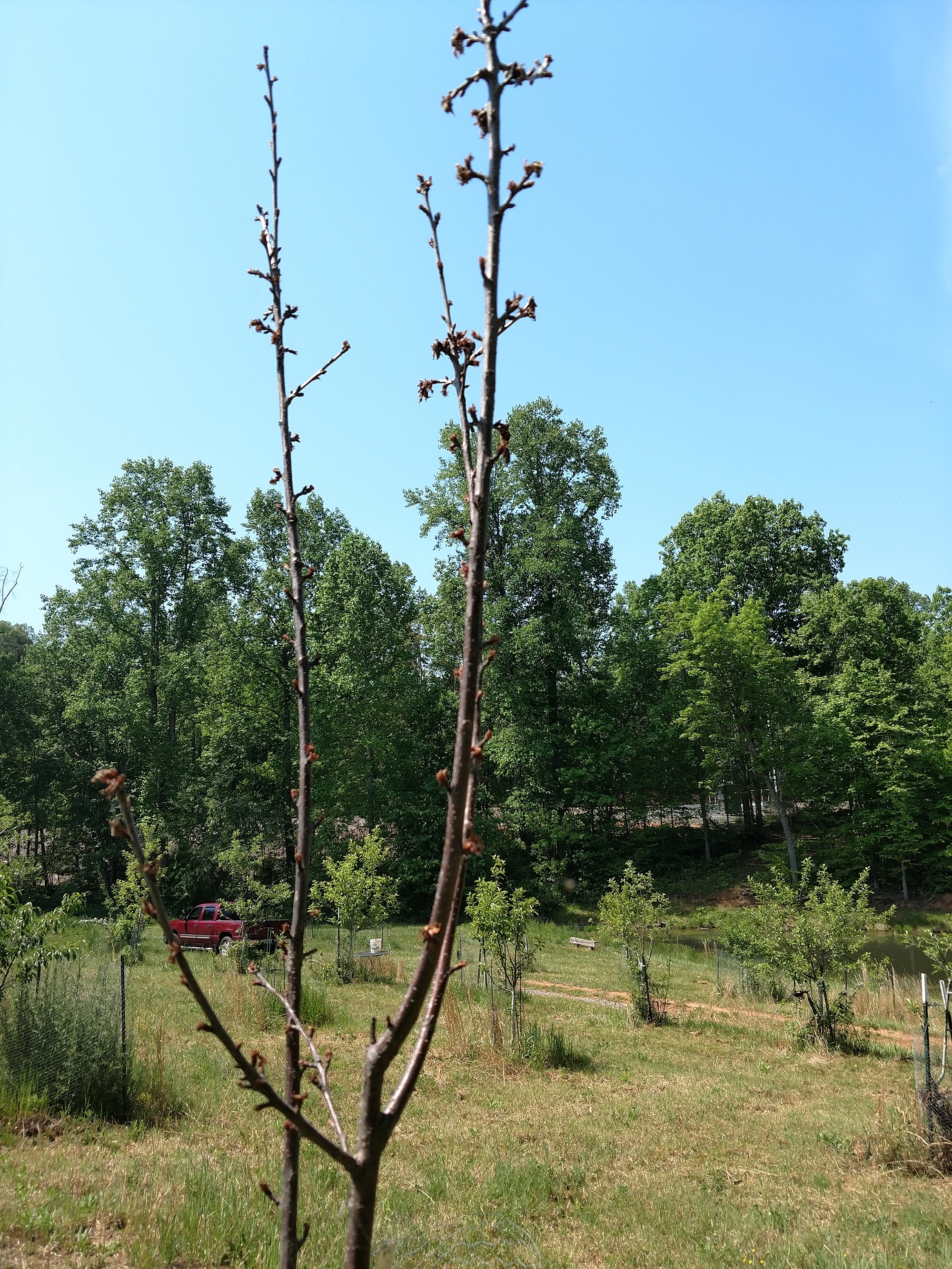 Cherry Trees in the Mid-Atlantic Region - General Fruit Growing ...