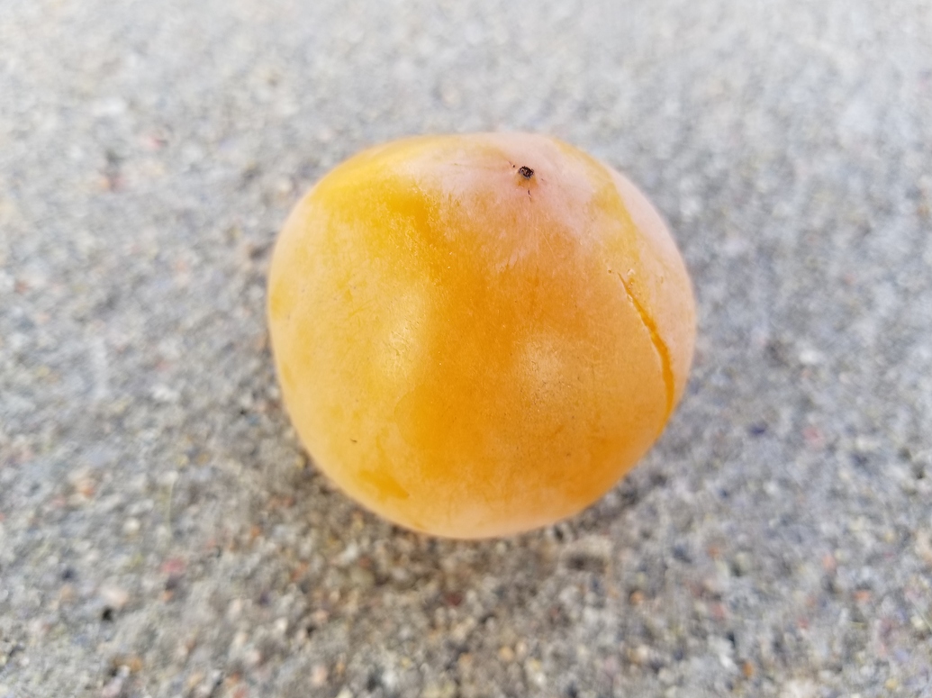 'Claypool A-118' ('Elmo') Persimmon (Diospyros virginiana) - General ...