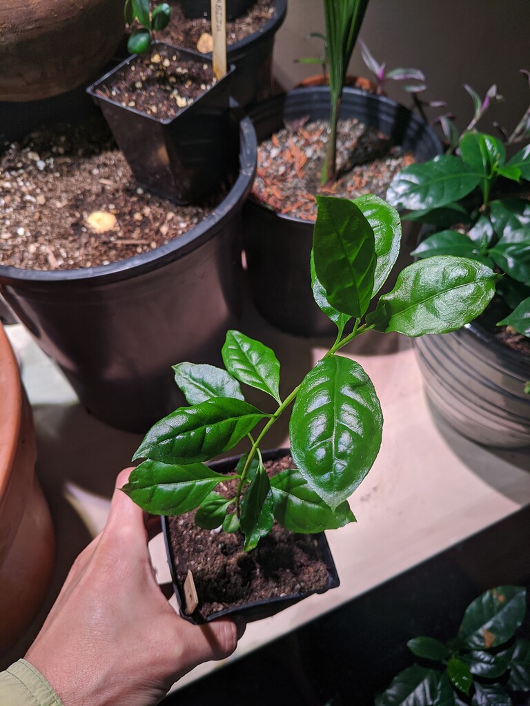 Psidium longipetiolatum (mountain cherry guava) - Page 5 - General ...