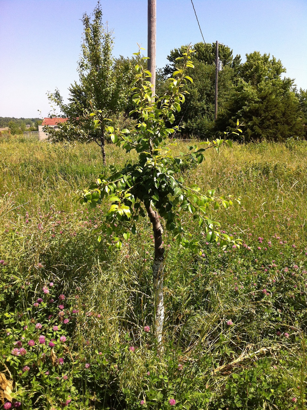 Pear rootstocks influence on Fruit size - General Fruit Growing ...