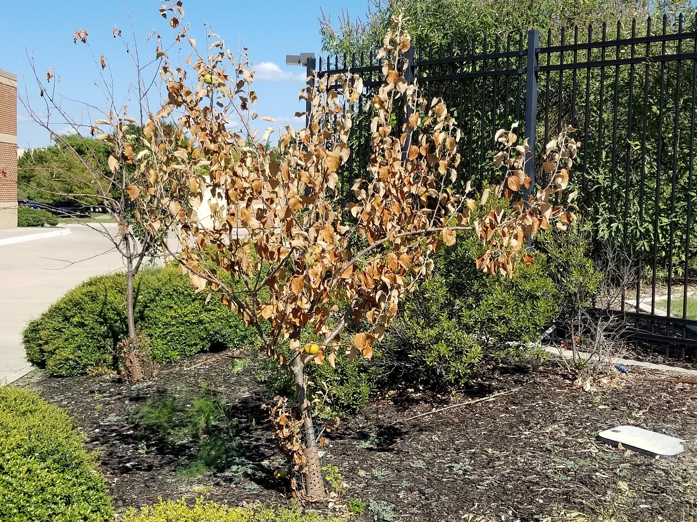 Cotton Root Rot, Dallas - General Fruit Growing - Growing Fruit