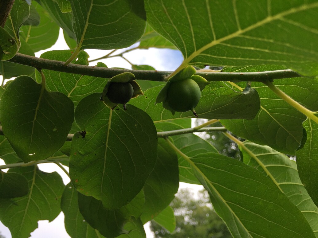 Prok and Yates American persimmons - General Fruit Growing - Growing Fruit