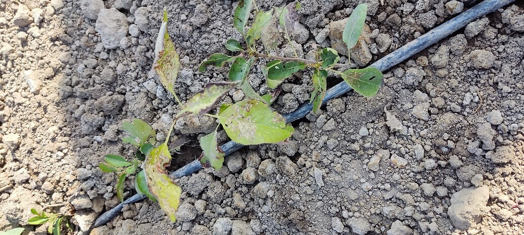 Pyro roots- pear tree- seedlings- yellowing - Pictures! - Growing Fruit