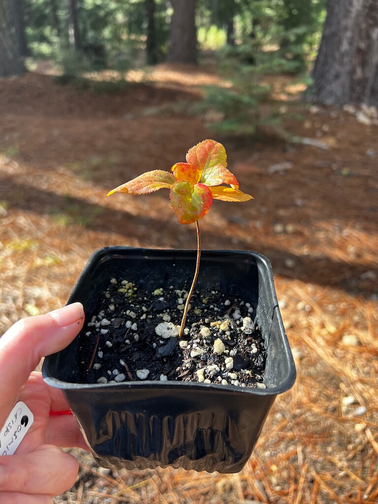 Seedling Pic - General Fruit Growing - Growing Fruit