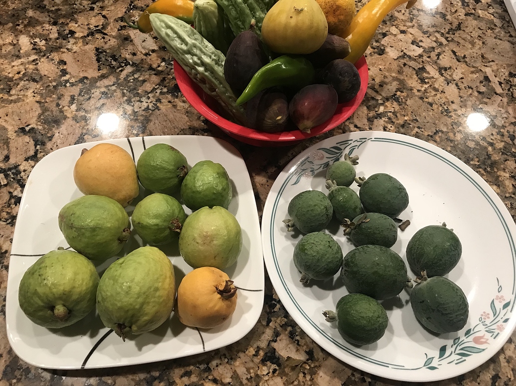 Tropical Pink Guava vs Pineapple Guavas - General Fruit Growing ...