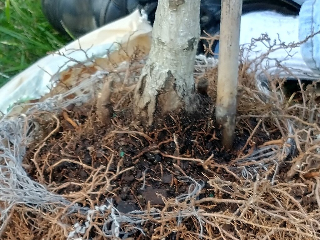 Netting inside root ball, is it OK? - General Gardening - Growing Fruit