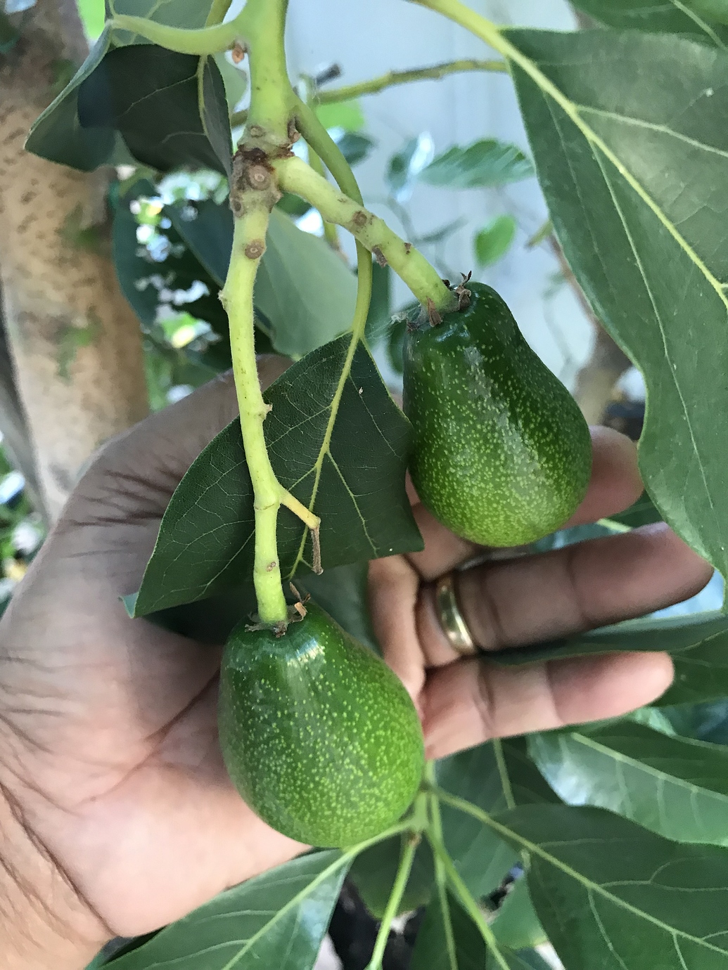 Subtropical: Heavy fruit sets on Avocado this year - General Fruit ...