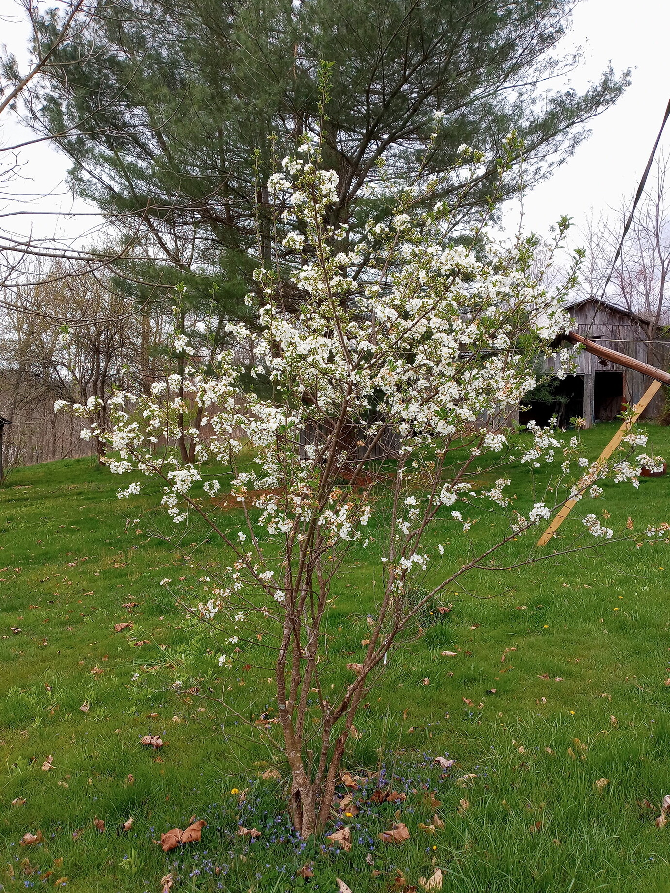 Juliet Cherry - Page 24 - General Fruit Growing - Growing Fruit