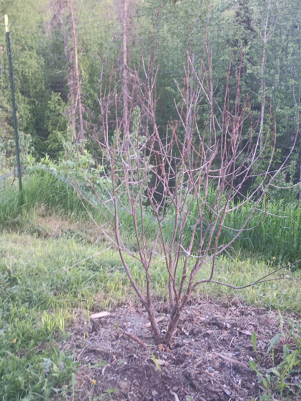 98% winter kill on Romeo cherry - General Fruit Growing - Growing Fruit