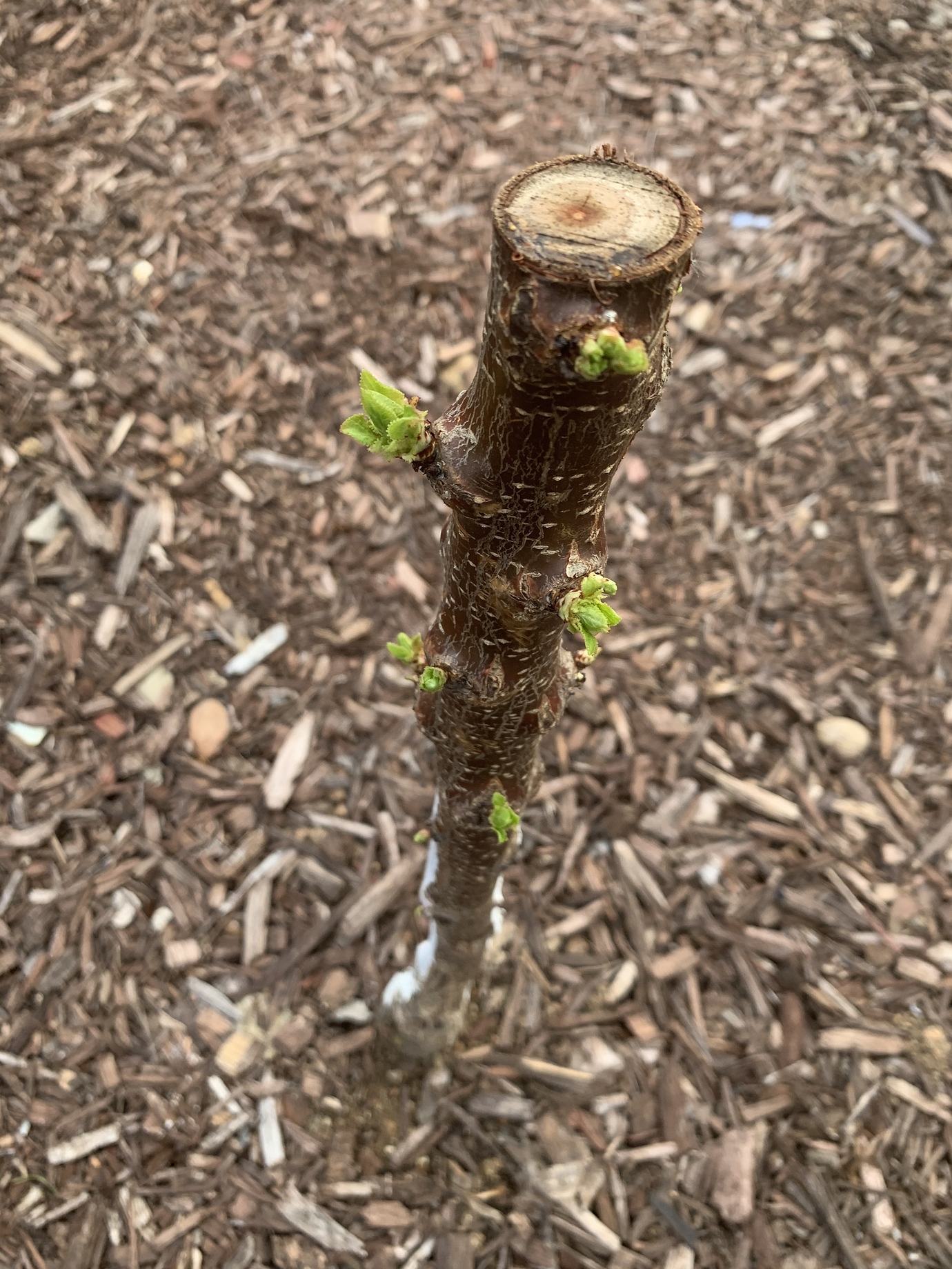 Cot-N-Candy Aprium Pruning advice needed - General Fruit Growing ...