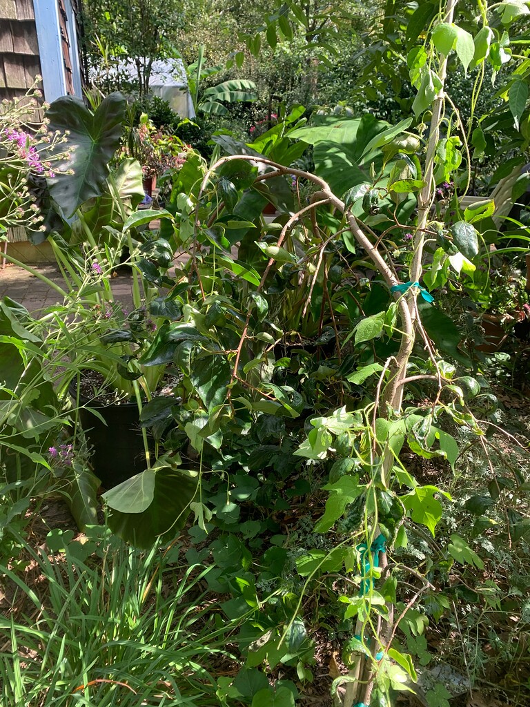 Weeping kaki persimmon - General Fruit Growing - Growing Fruit