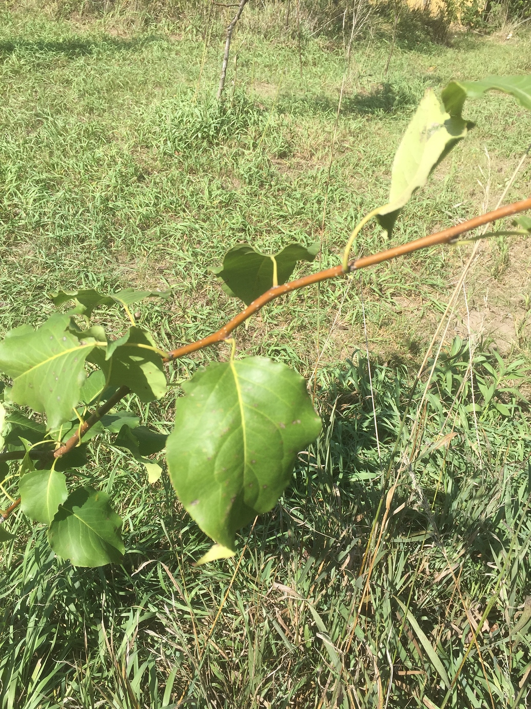 Ya Li aka yali pear - General Fruit Growing - Growing Fruit