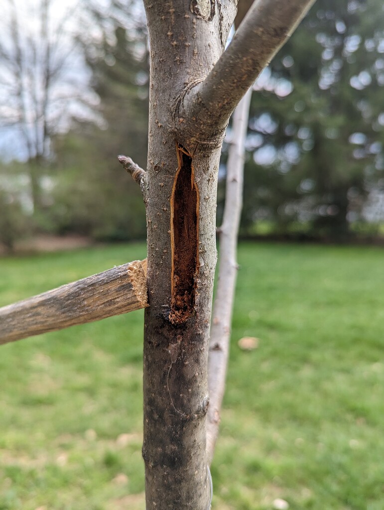Apple tree borer damage - General Fruit Growing - Growing Fruit