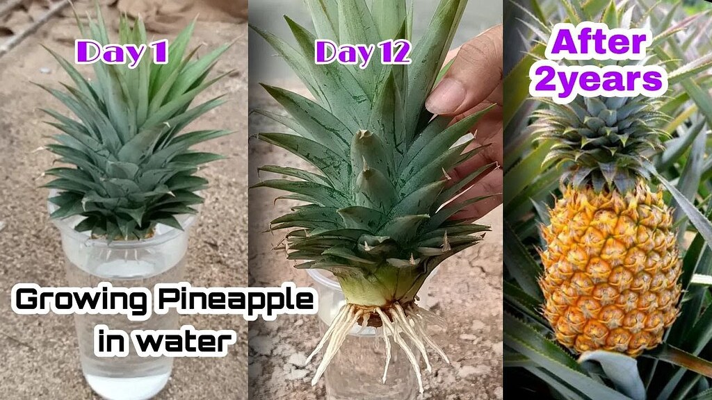 How to Propagate Hydroponic Pineapples - General Fruit Growing - Growing Fruit