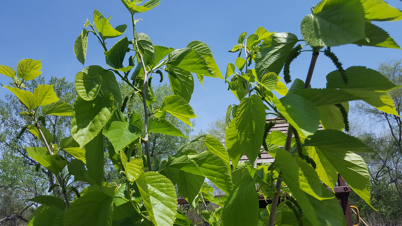Pakistan Mulberry - Page 2 - General Fruit Growing - Growing Fruit