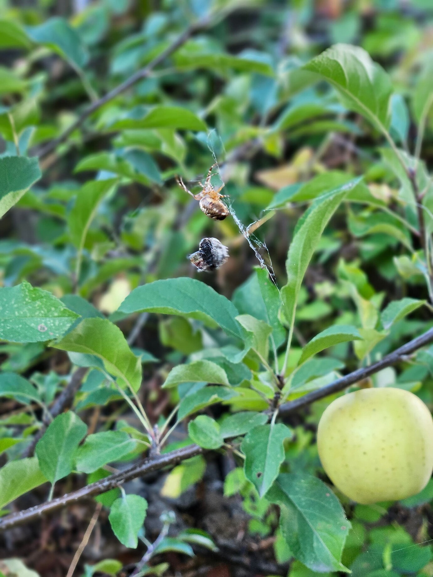 Goldrush apple, no-spray? - General Fruit Growing - Growing Fruit