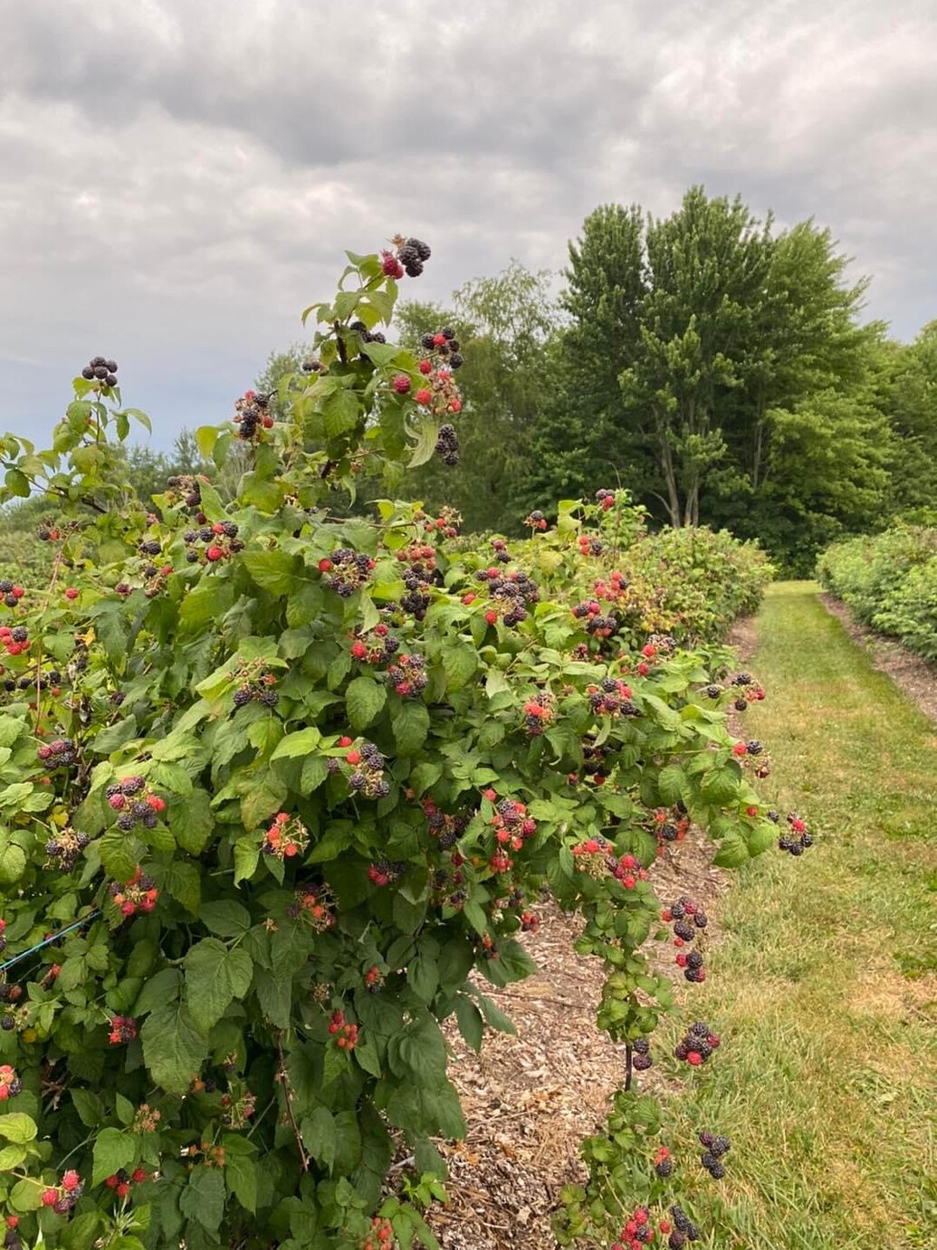 Niwot vs Ohio's Treasure vs other black raspberries? - General Fruit ...