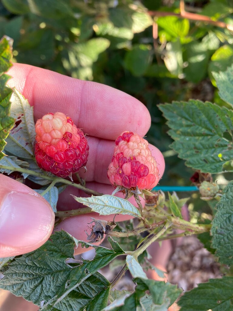 Mottled Raspberries? - General Fruit Growing - Growing Fruit