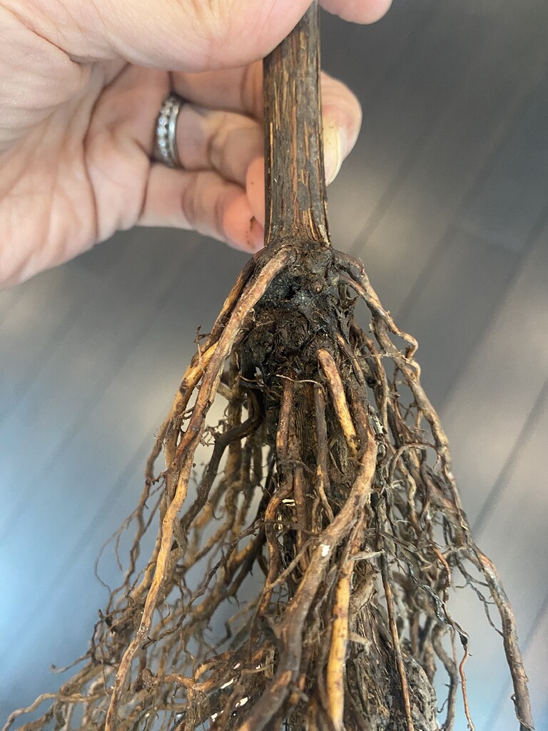 Grape crown gall - General Fruit Growing - Growing Fruit