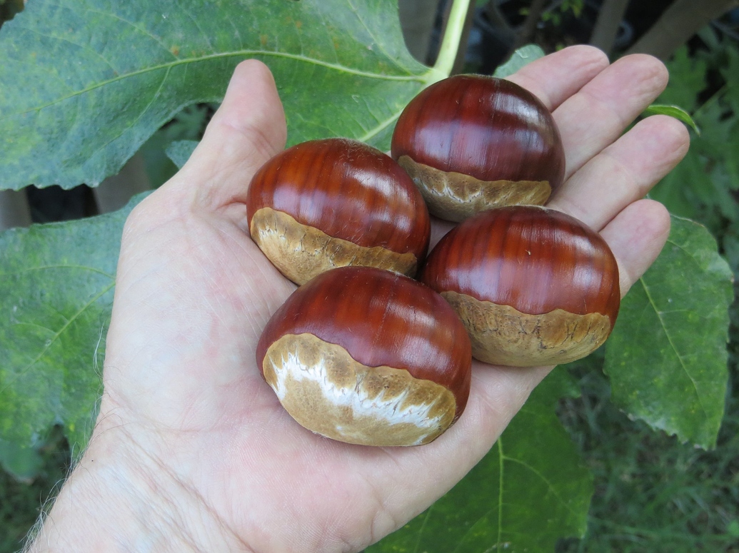 Giant Chestnuts - Page 7 - General Fruit Growing - Growing Fruit