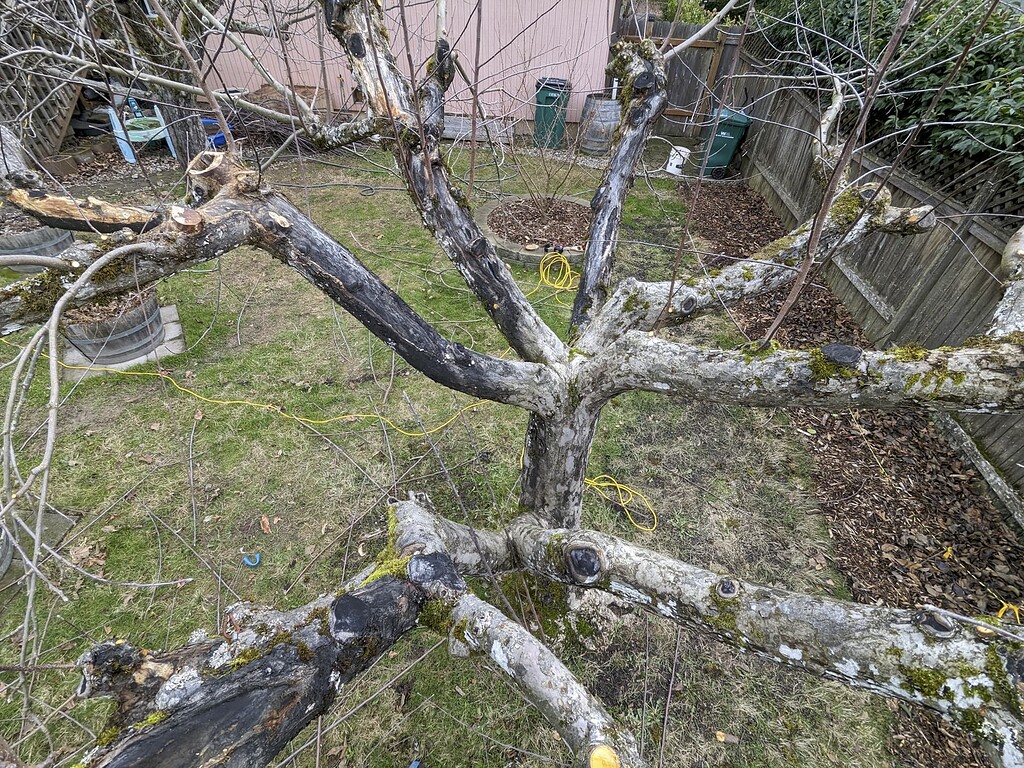 Is this apple tree doomed? - General Fruit Growing - Growing Fruit