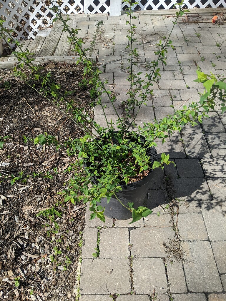 When should I start pruning stone fruit seedlings? - General Fruit ...