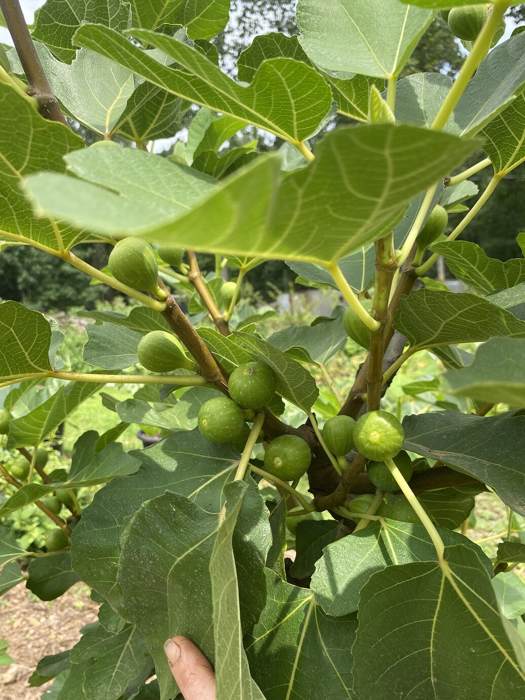 Prolific figs for 7B or Humid south - General Fruit Growing - Growing Fruit