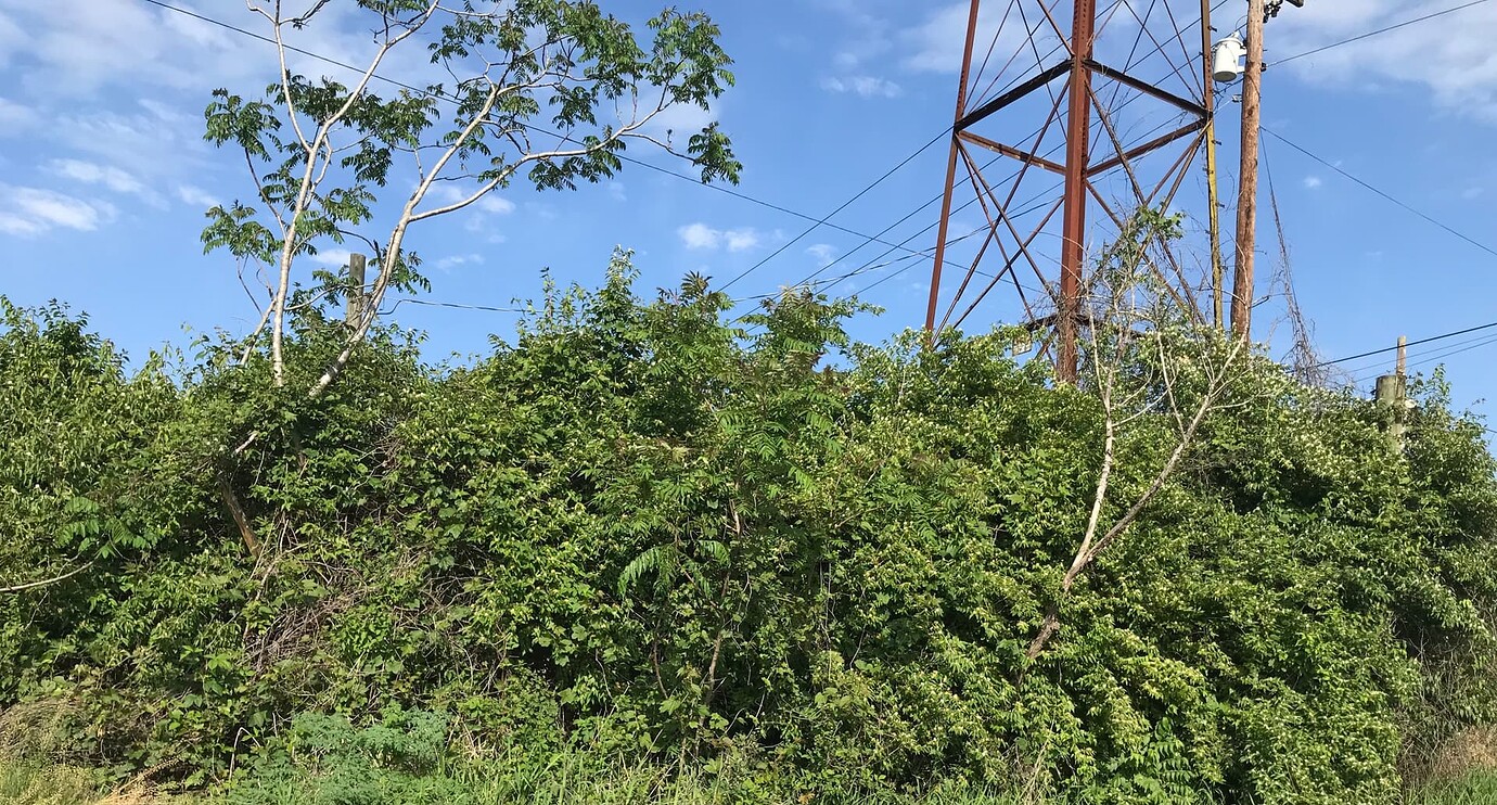 Study: invasive vs native plants for birds, no clear difference ...