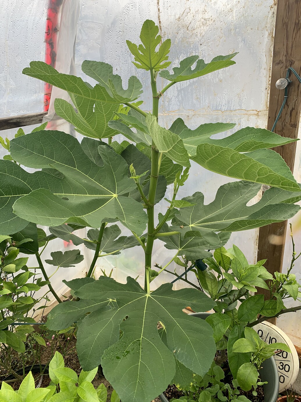 Yellow Long Neck fig - Pictures! - Growing Fruit