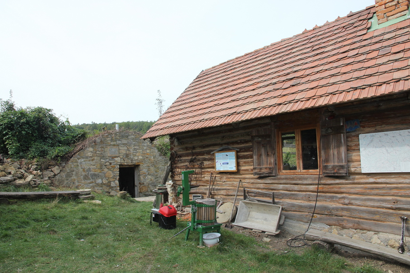 True service tree (Sorbus Domestica) - Pictures! - Growing Fruit