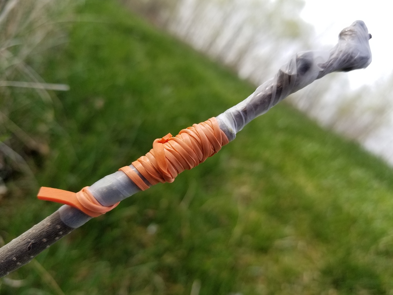 Prok American persimmon got a facelift - General Fruit Growing ...