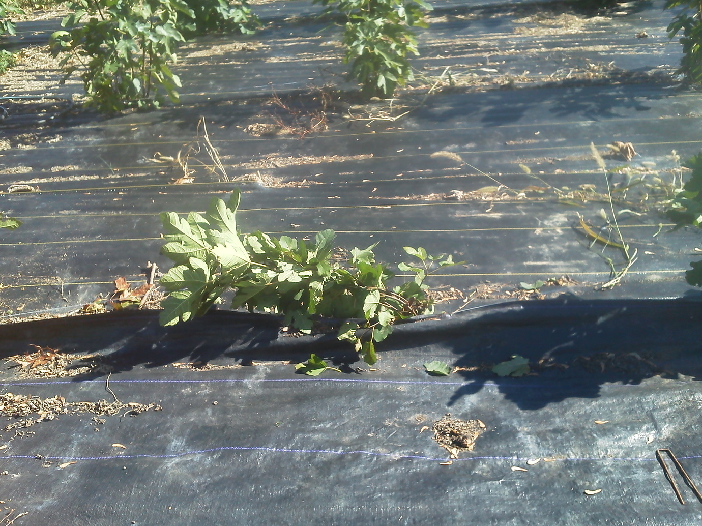 Step over figs - General Fruit Growing - Growing Fruit