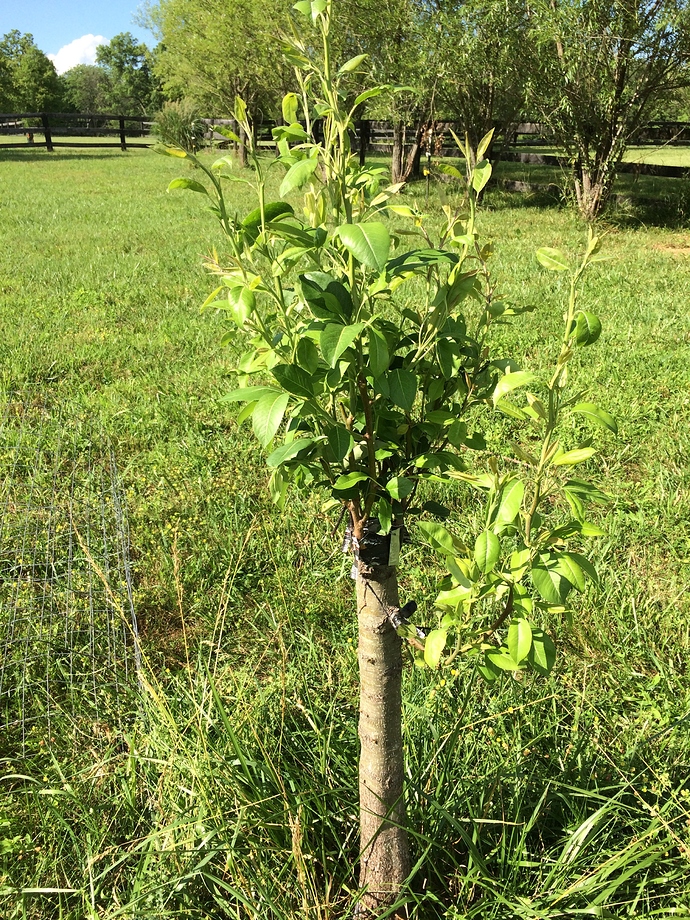Wild callery pear rootstocks - General Fruit Growing - Growing Fruit