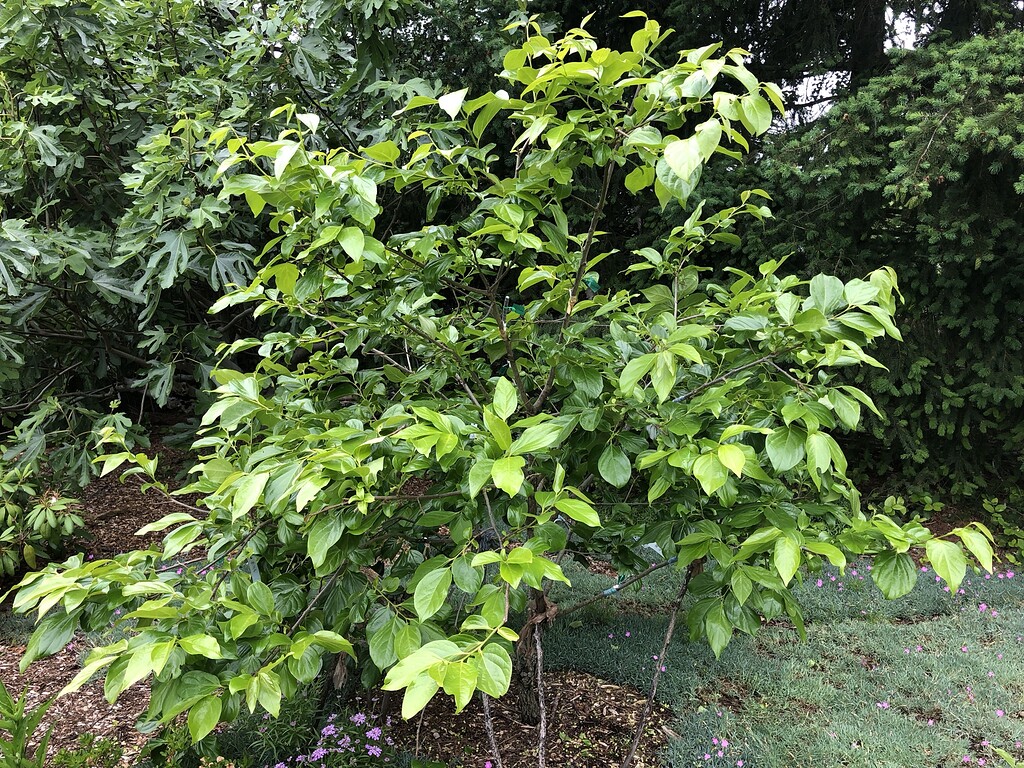 Anyone with 'Chocolate' Persimmon experience - General Fruit Growing ...