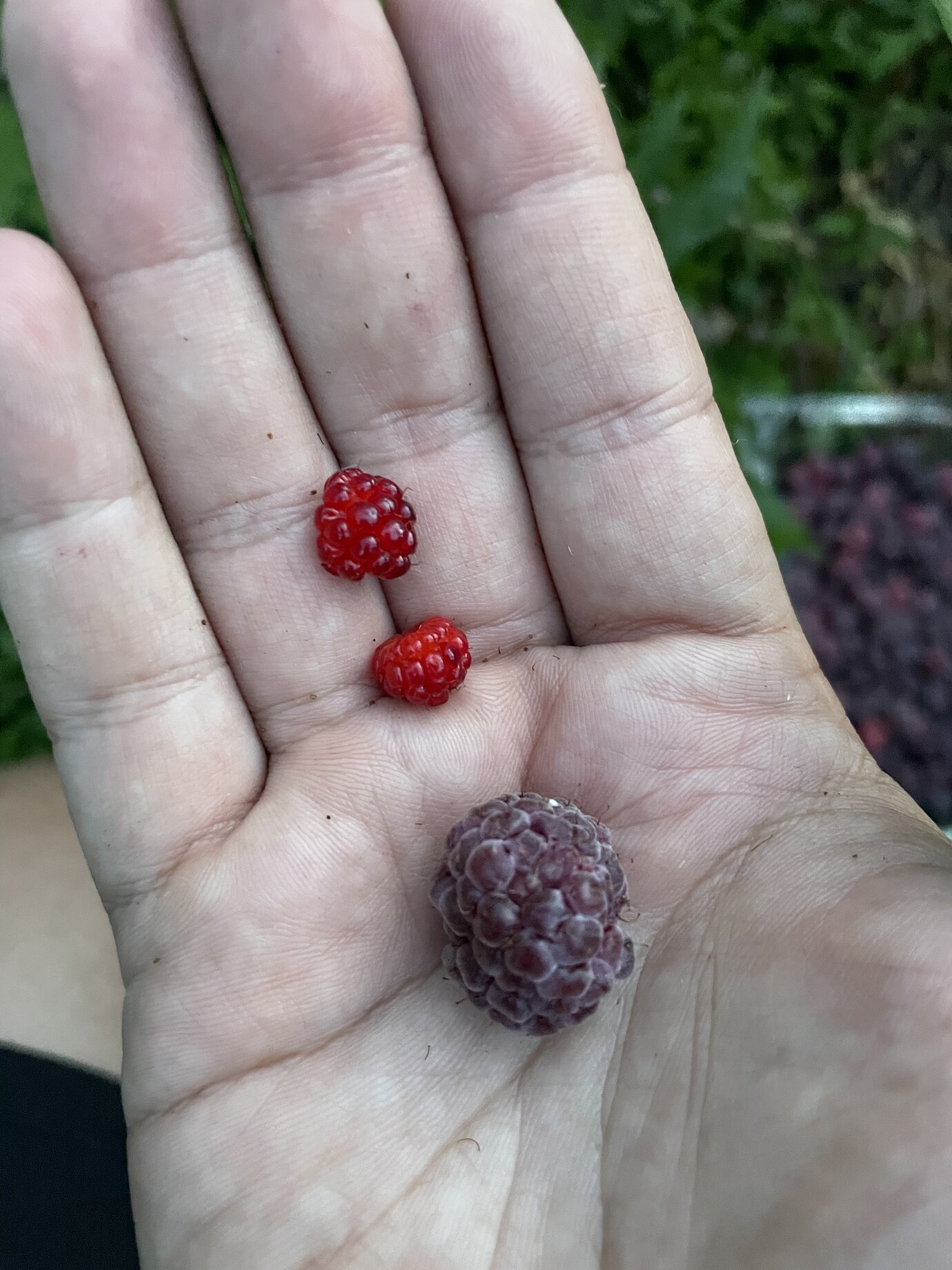 Is this a loganberry? - General Fruit Growing - Growing Fruit
