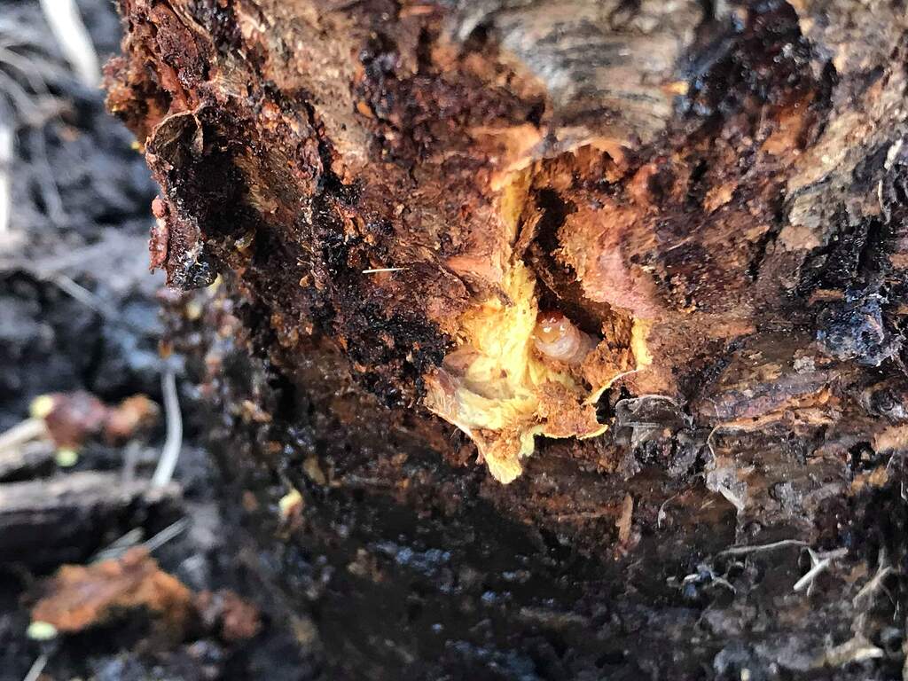 Peach borer - General Fruit Growing - Growing Fruit
