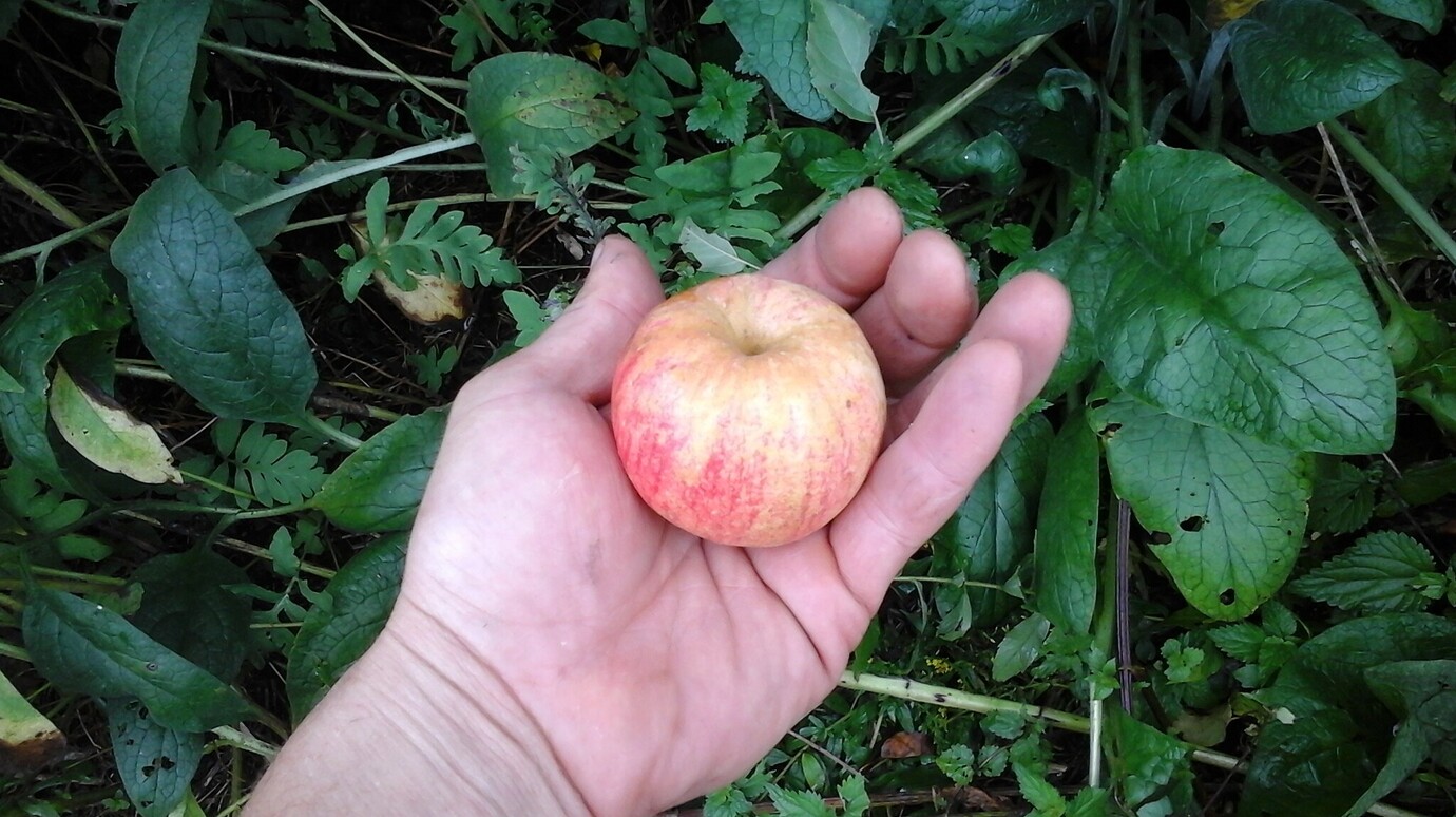 Chestnut crabapple - General Fruit Growing - Growing Fruit