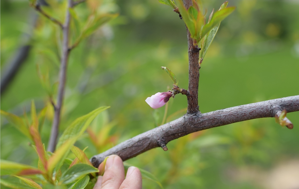 Contender Peach Tree - General Fruit Growing - Growing Fruit